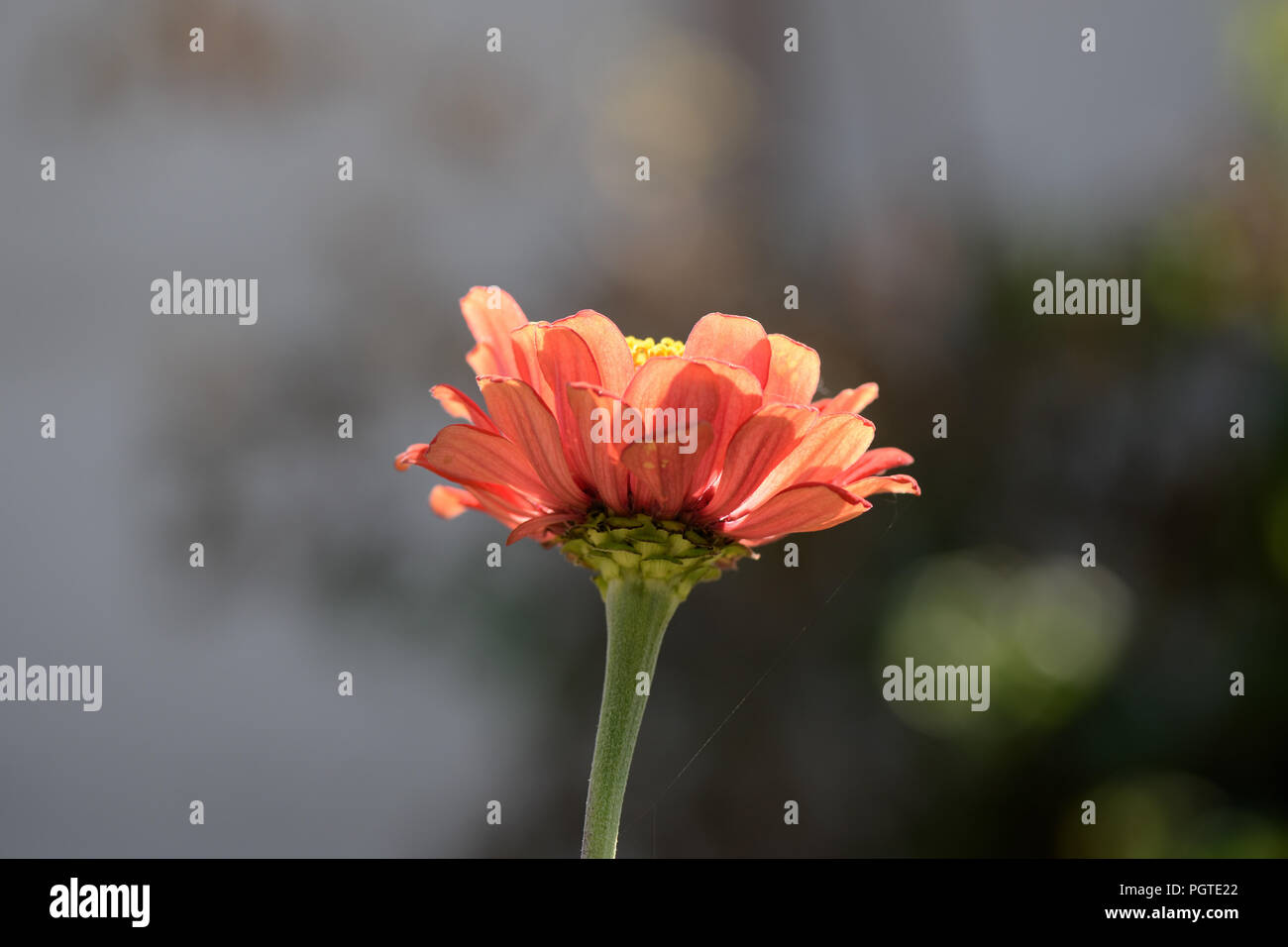 Cynia flower in a summer garden close up Stock Photo - Alamy