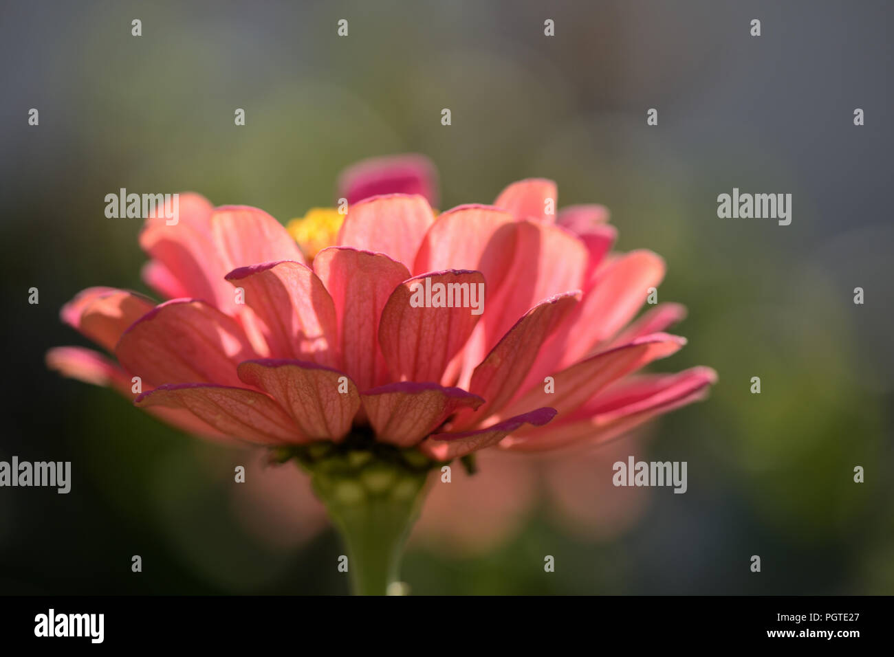 Cynia flower hi-res stock photography and images - Alamy