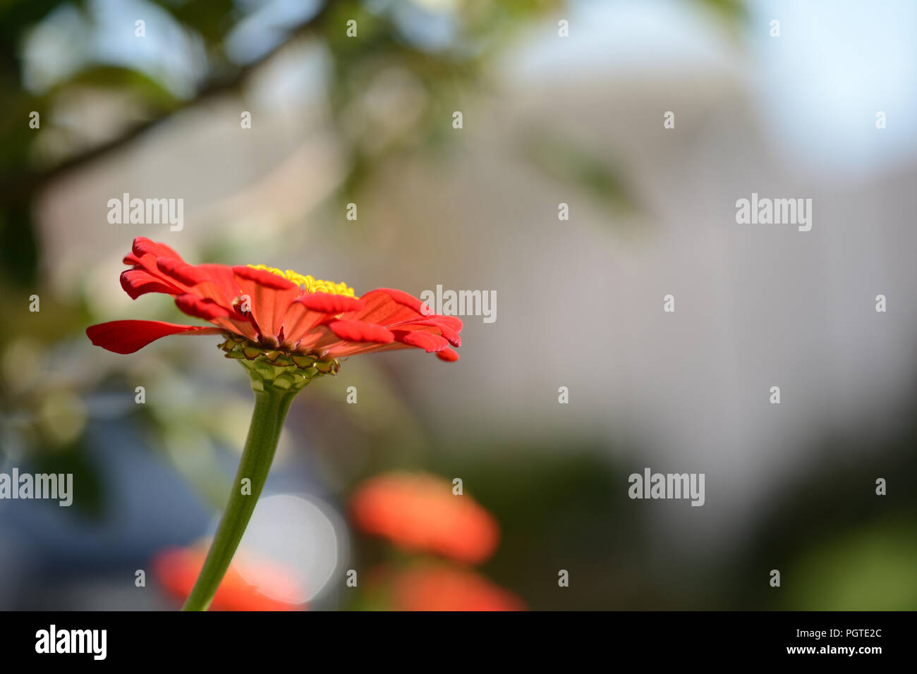 Cynia flower in a summer garden close up Stock Photo - Alamy