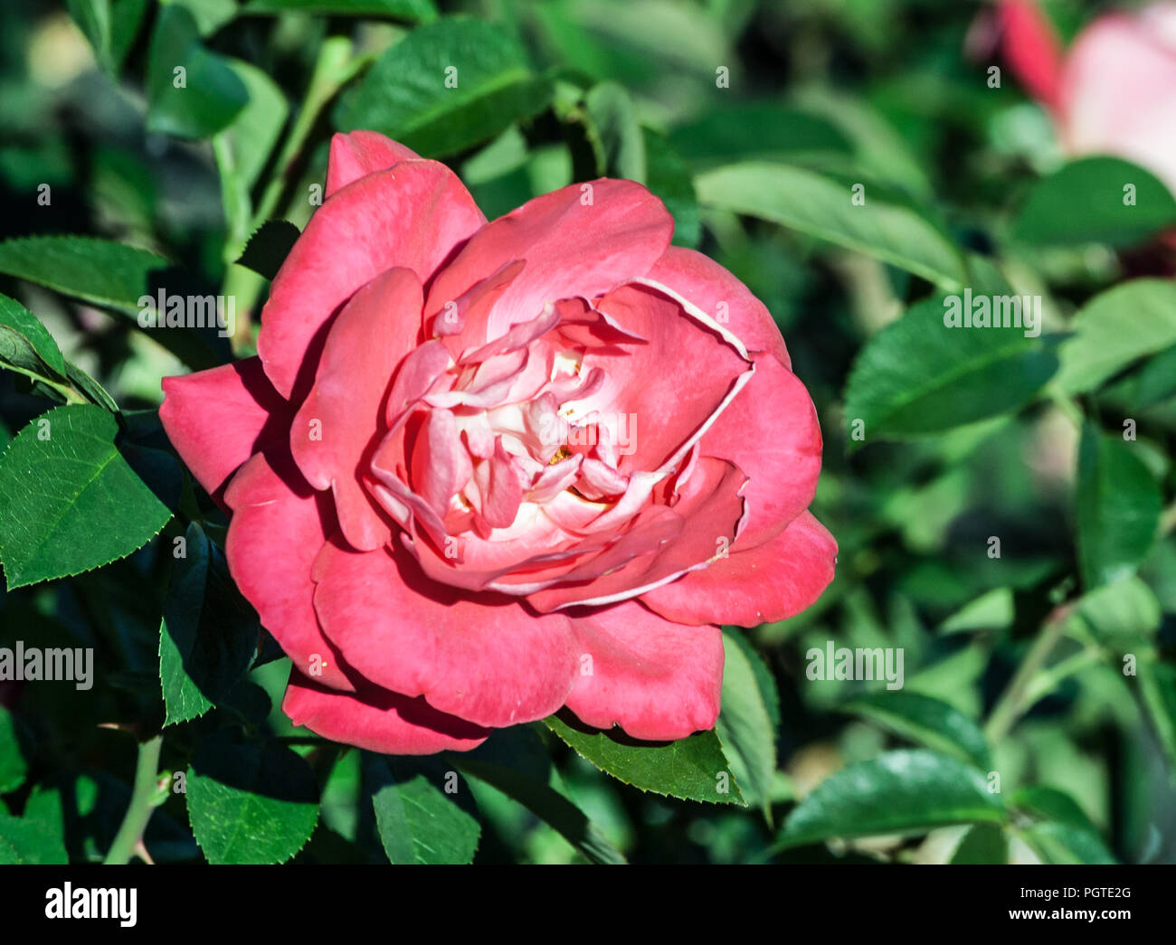 One pink rose hi-res stock photography and images - Alamy