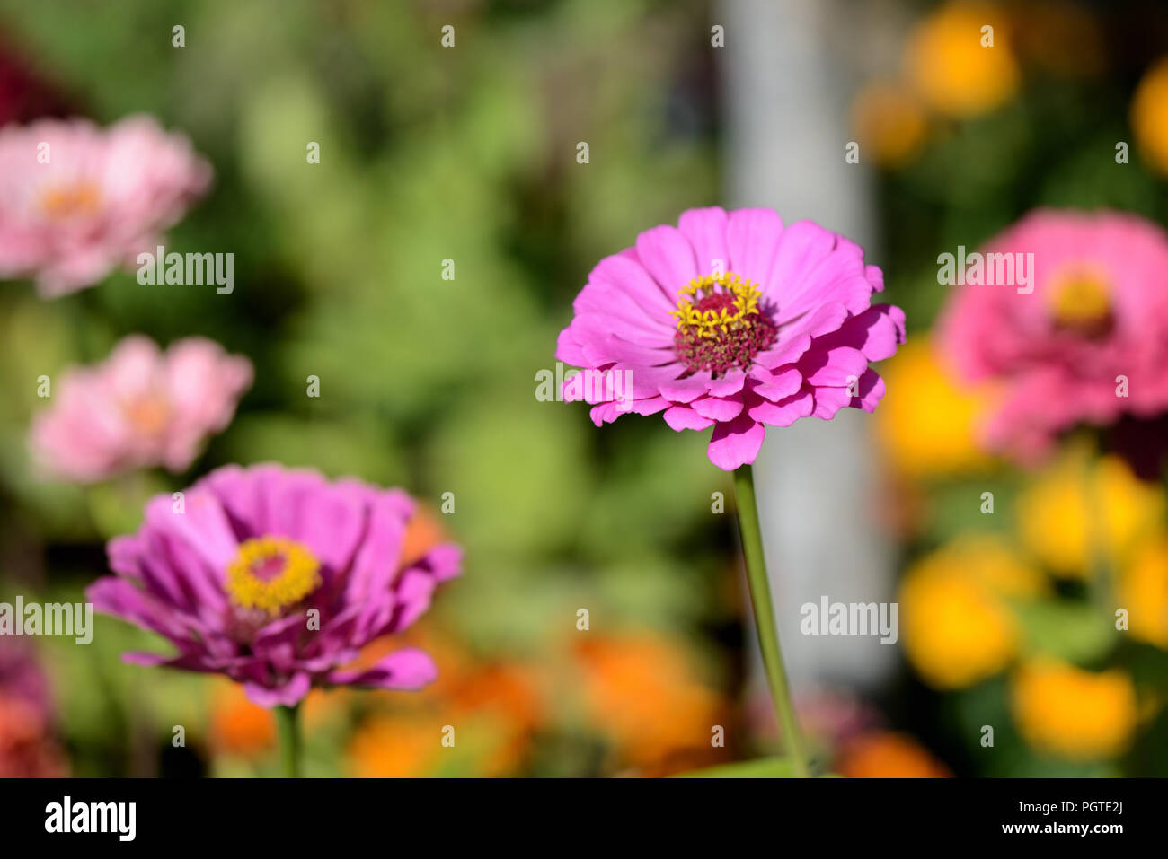 Cynia flower hi-res stock photography and images - Alamy