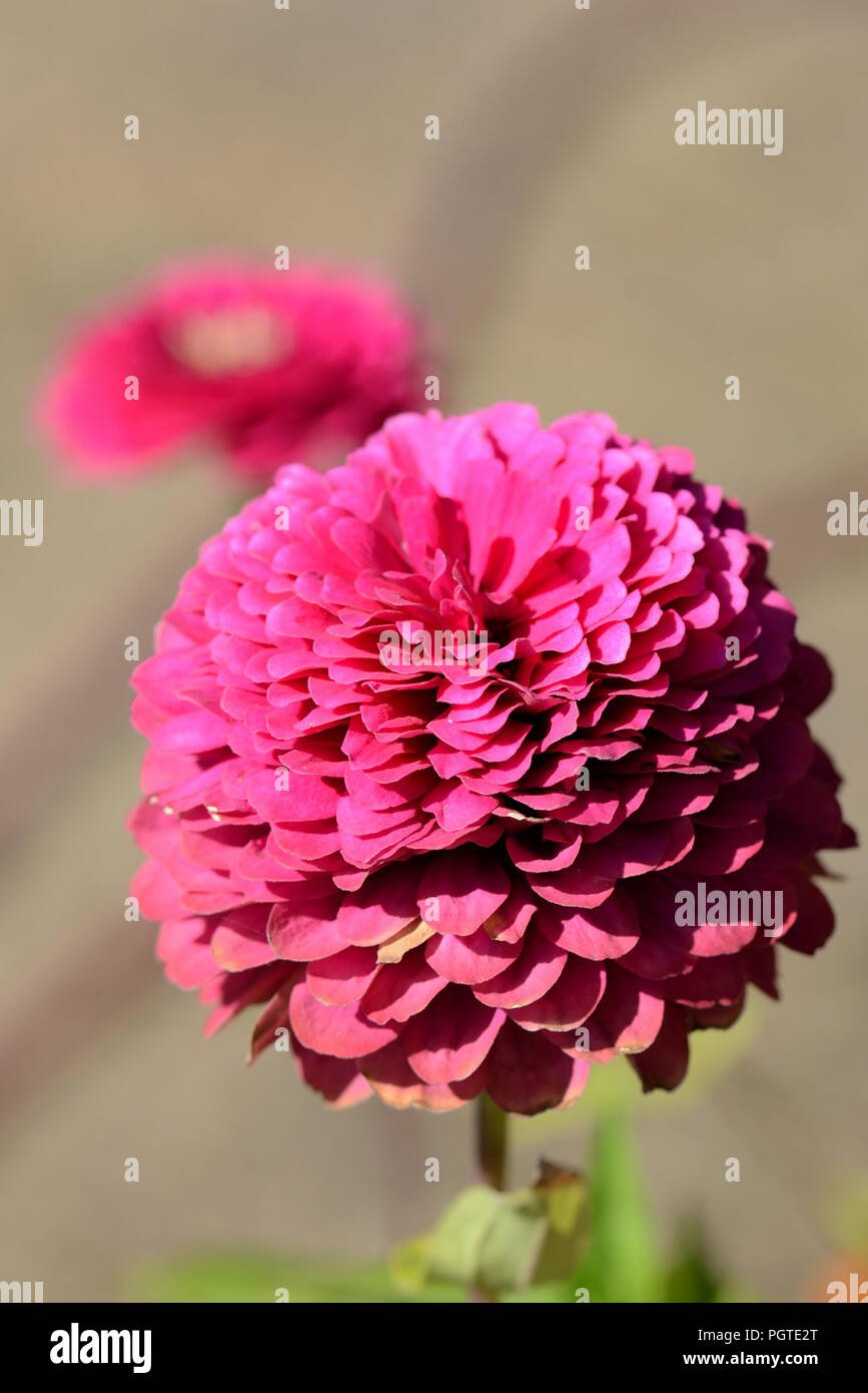 Cynia flower hi-res stock photography and images - Alamy
