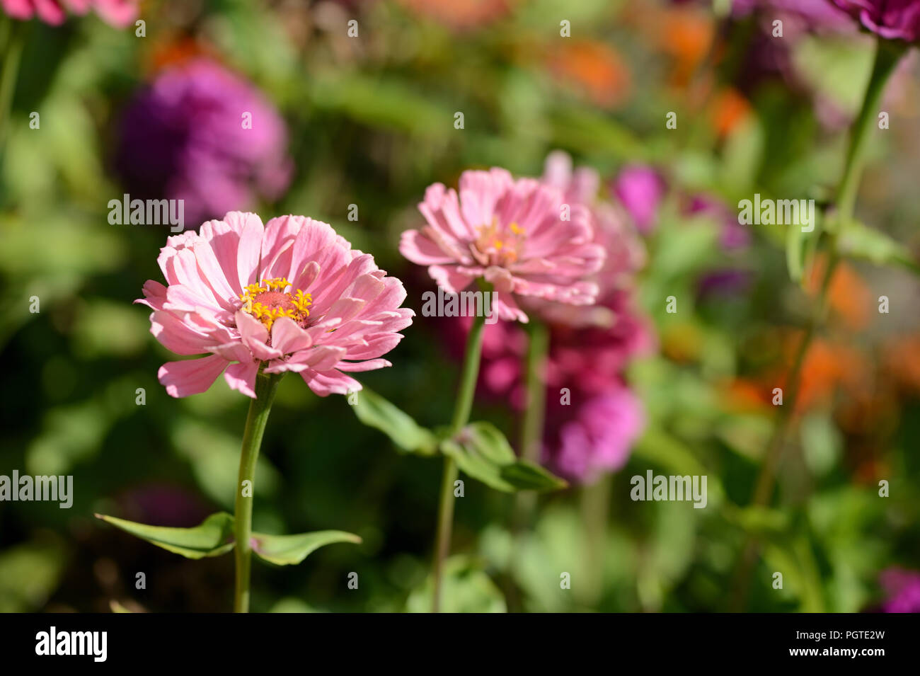 Bright cynia flowers in a summer garden close up Stock Photo - Alamy