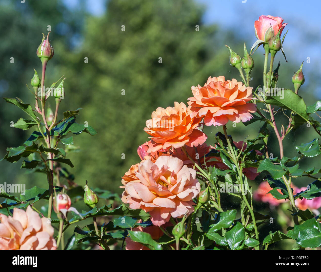 Rose lambada hi-res stock photography and images - Alamy