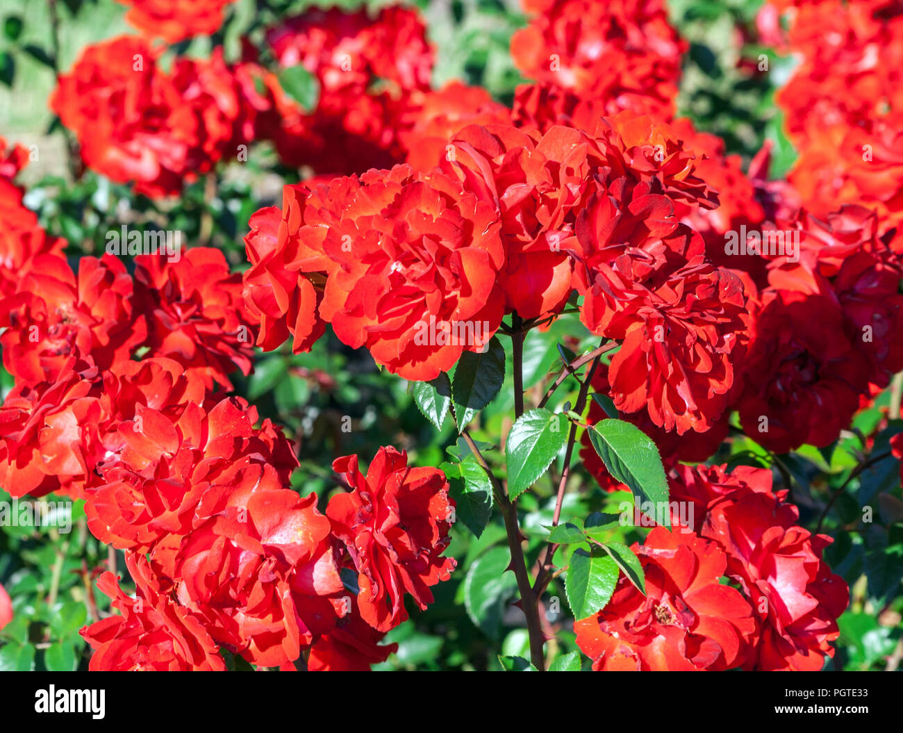 rose grade domstadt fulda, flowers of roses are dark red with white ...