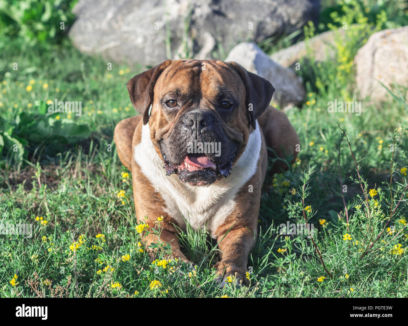 Black chest stripes hi-res stock photography and images - Alamy