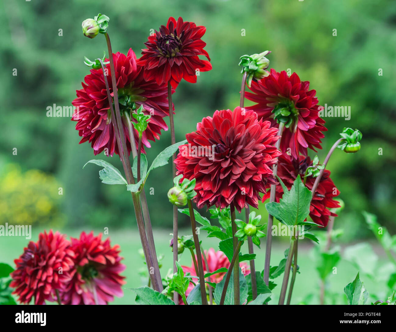 Many buds dark purple hi-res stock photography and images - Alamy