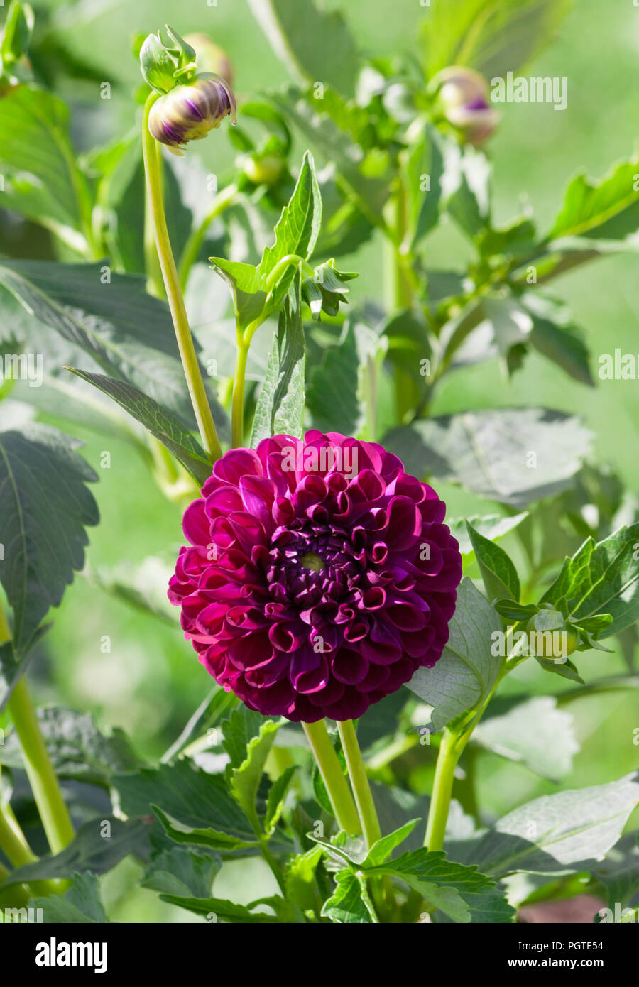 Globular flower hi-res stock photography and images - Alamy
