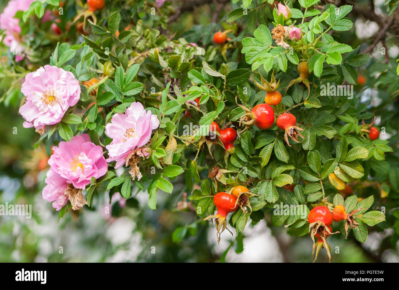 Late flowering roses hi-res stock photography and images - Alamy
