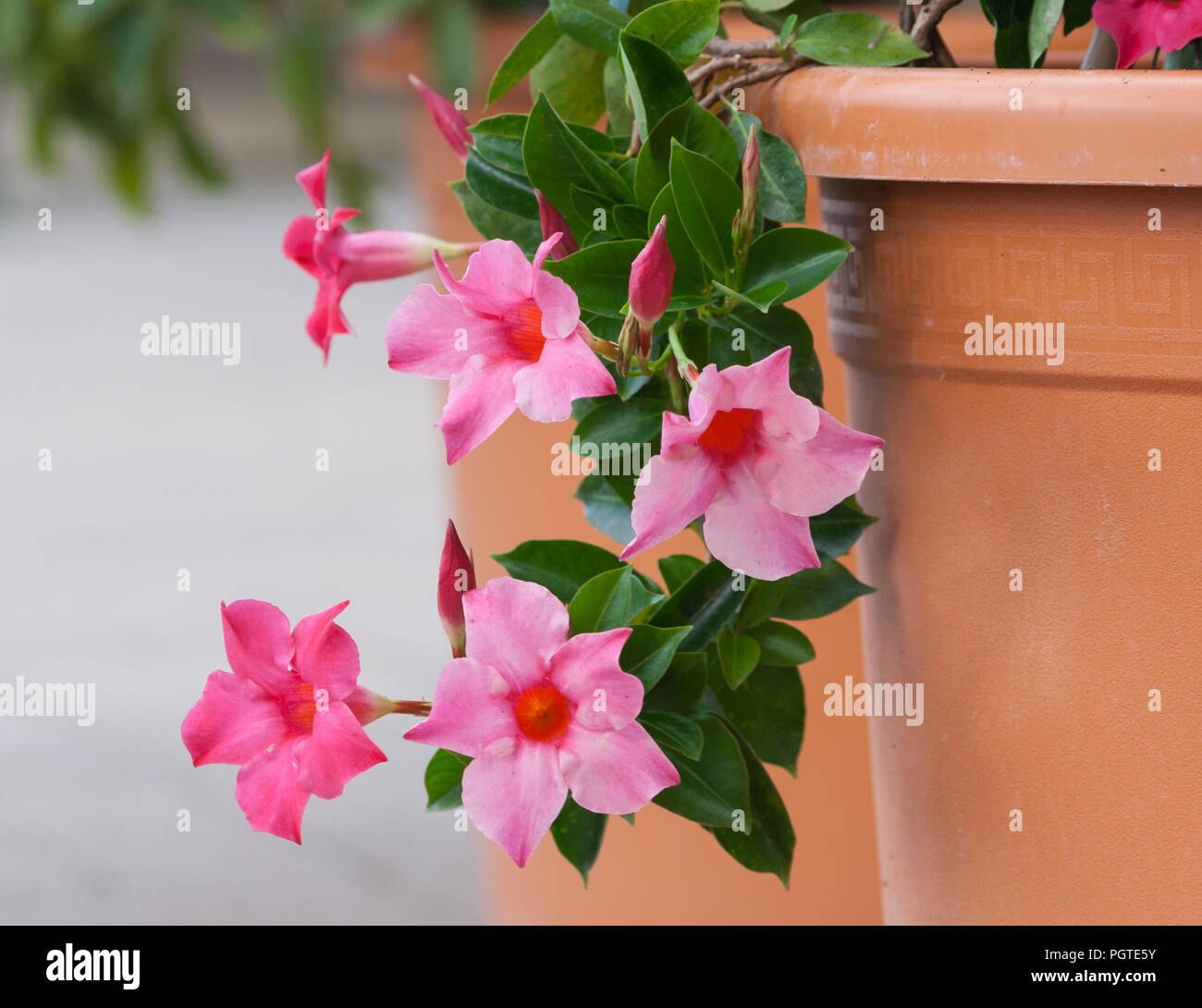 Mandevilla bloom bells hi-res stock photography and images - Alamy