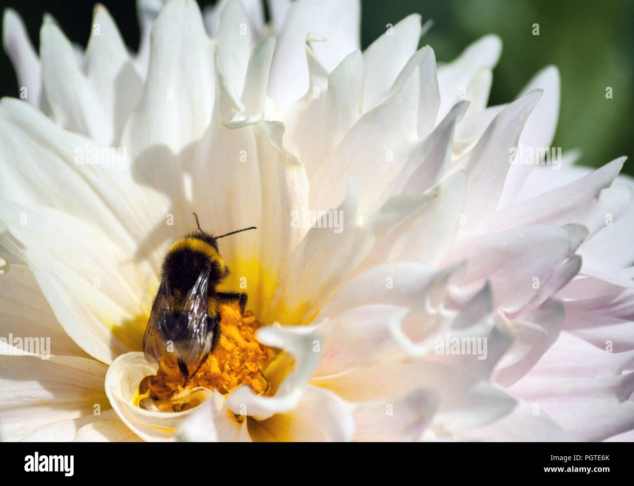 Large garden bumblebee hi-res stock photography and images - Alamy