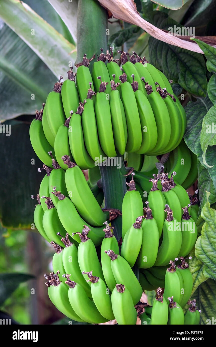 bunches of green bananas on a branch of banana palm, unripe already ...