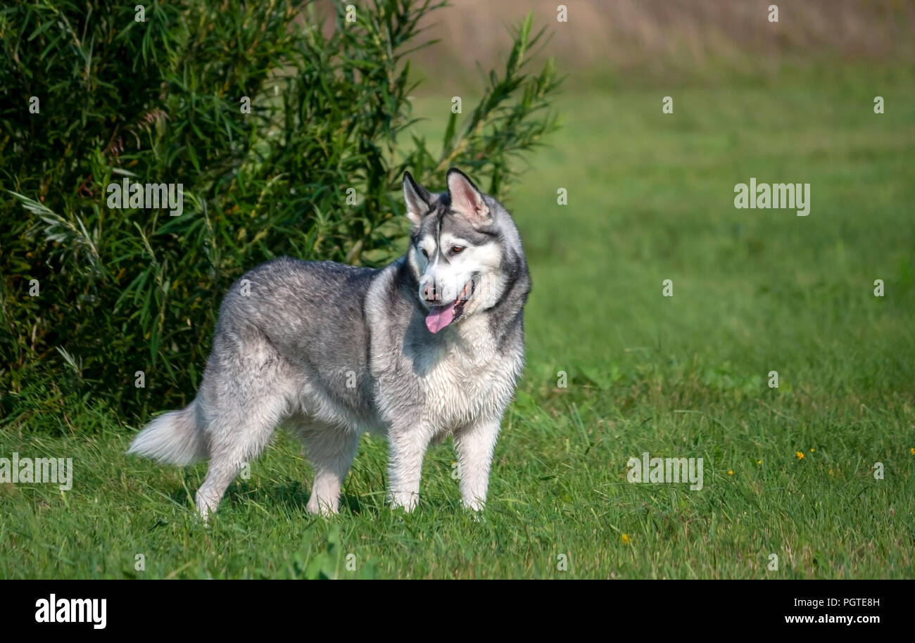 a portrait of an Alaskan Malamute dog in full growth, stands near a ...