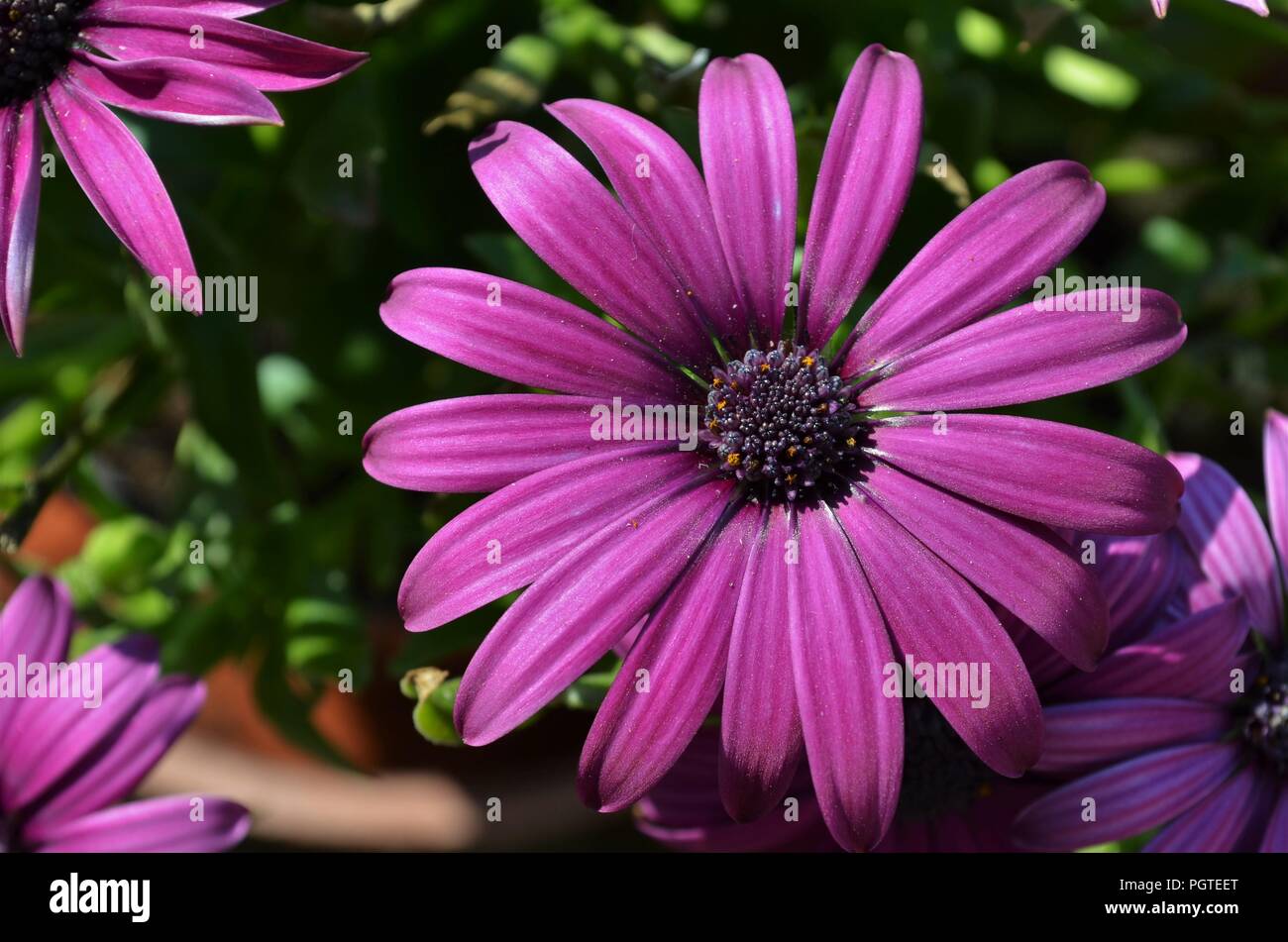 closeup of a beautiful purple cape daisy flower in the sunshine Stock ...