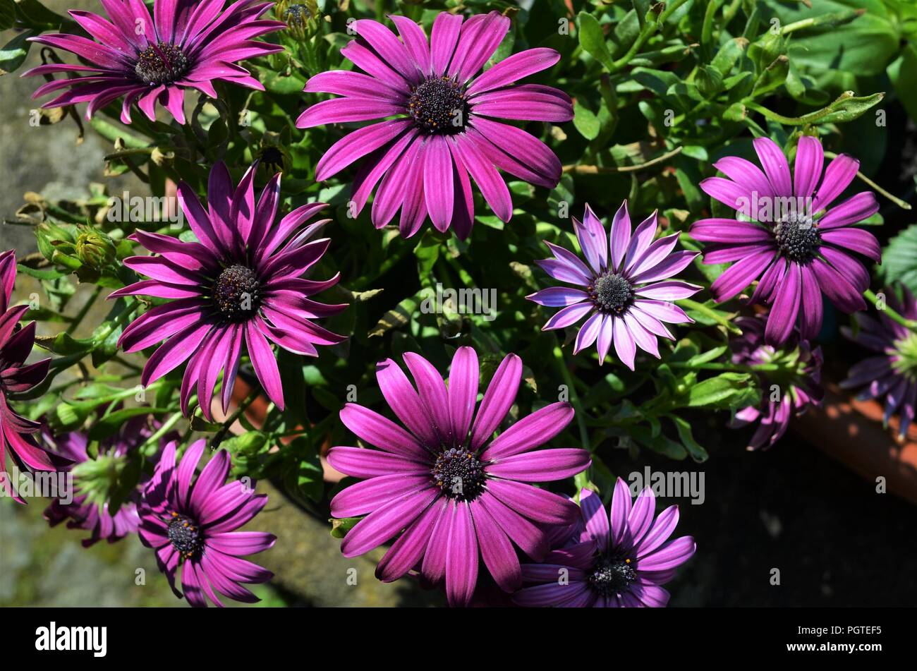 Plenty purple and violet cape daisy flowers in a garden with sunshine ...