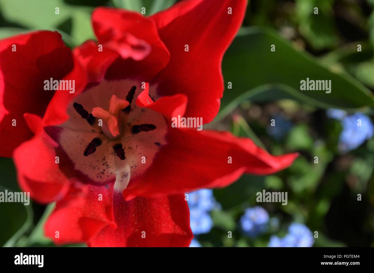 Anatomy of pistil hi-res stock photography and images - Alamy
