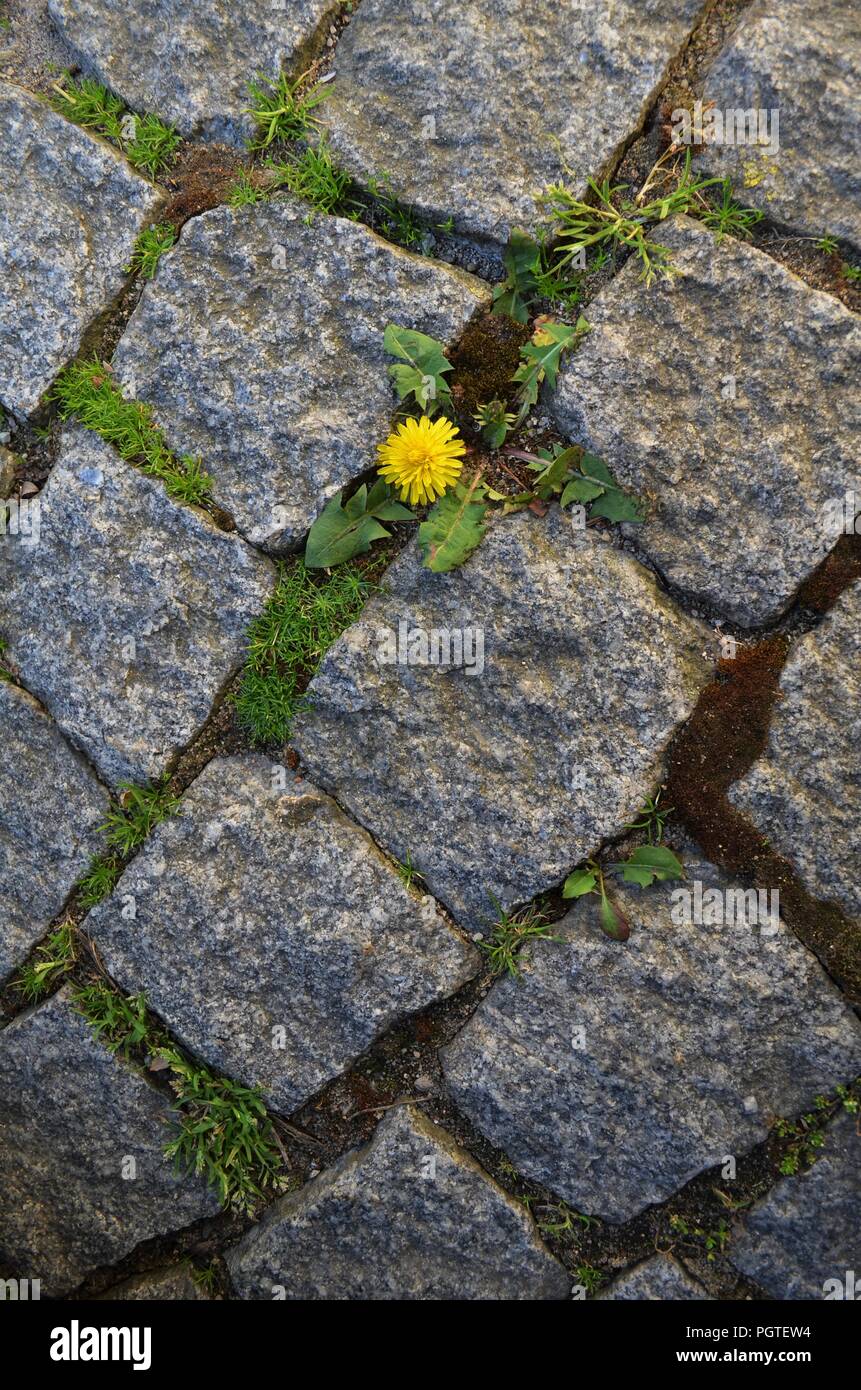 small dandelion growing between cobblestones in spring Stock Photo - Alamy
