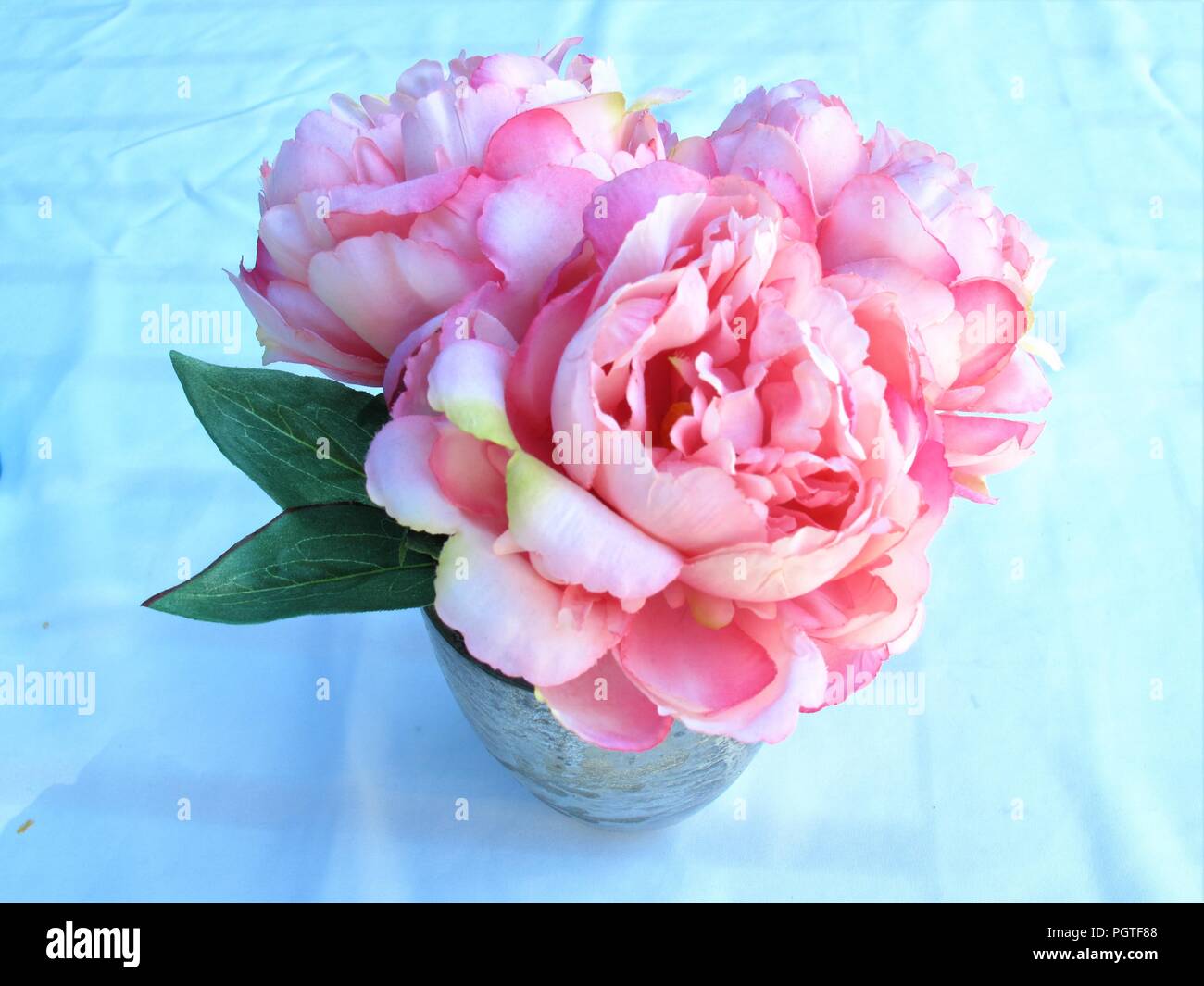 Light pink peonies hi-res stock photography and images - Alamy