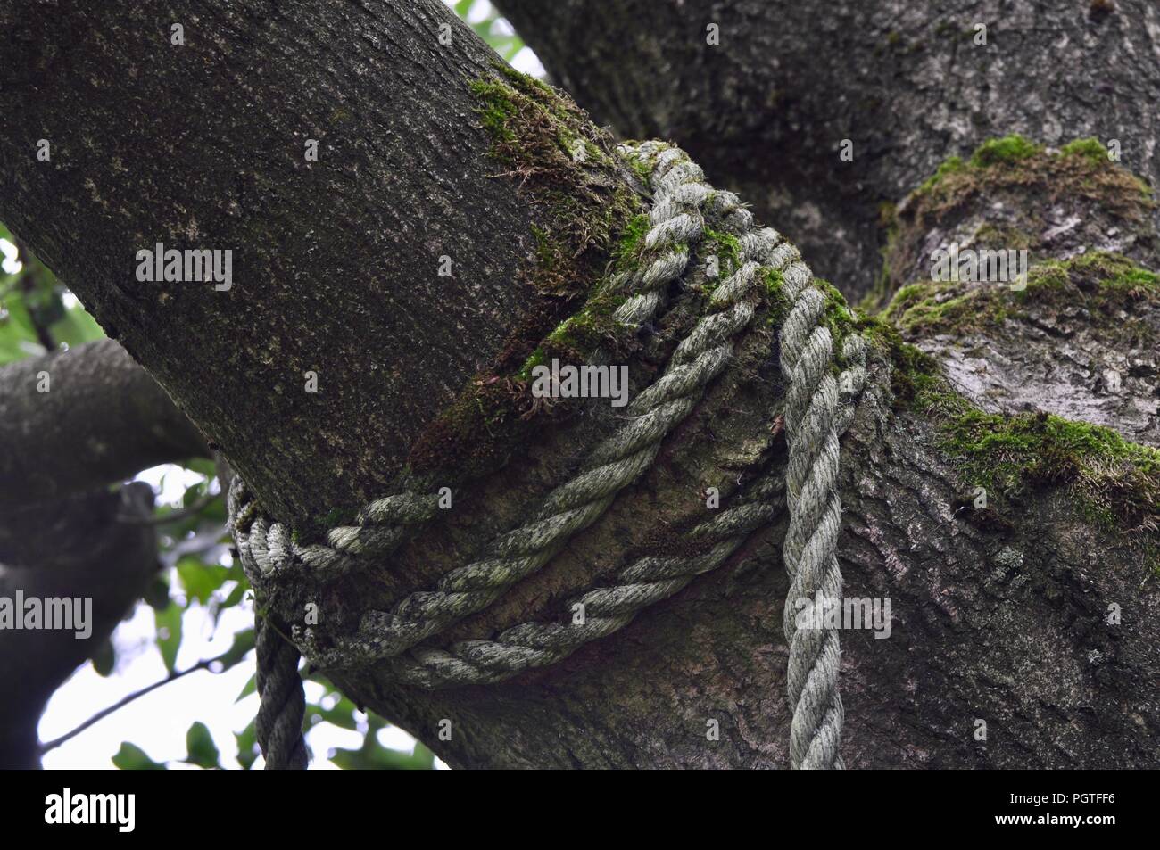 Rope Bound Over A Tree Stock Photo - Alamy