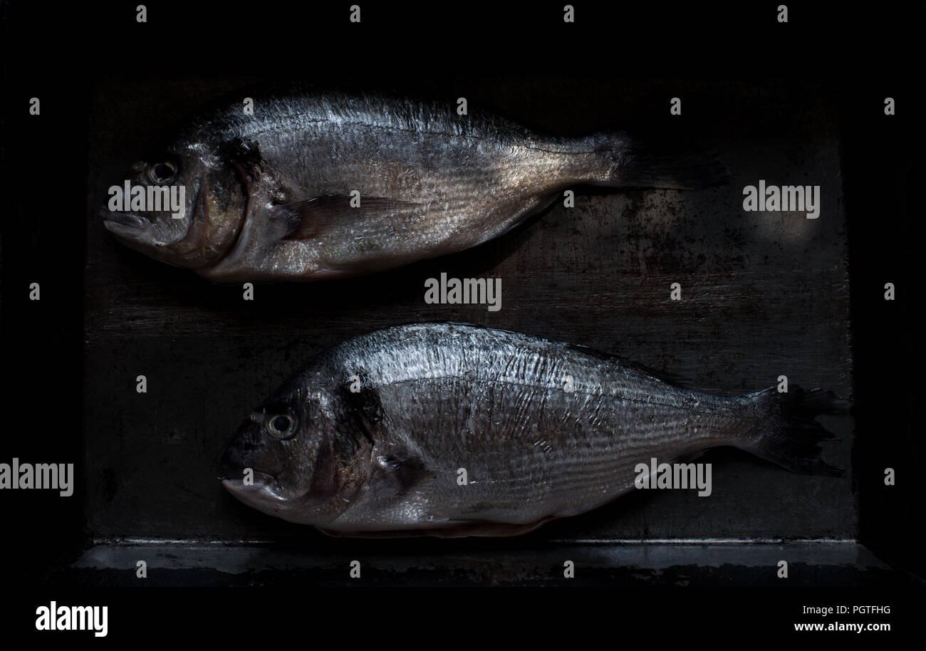 Silver Fish Stock Photos & Silver Fish Stock Images - Alamy