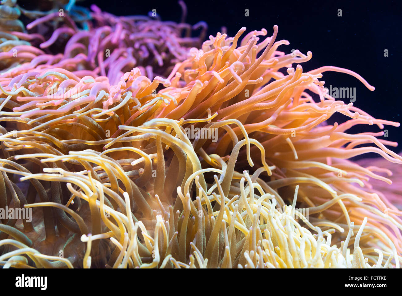 anemone Heteractis magnifica, Colored long tentacle Anemone Stock Photo ...