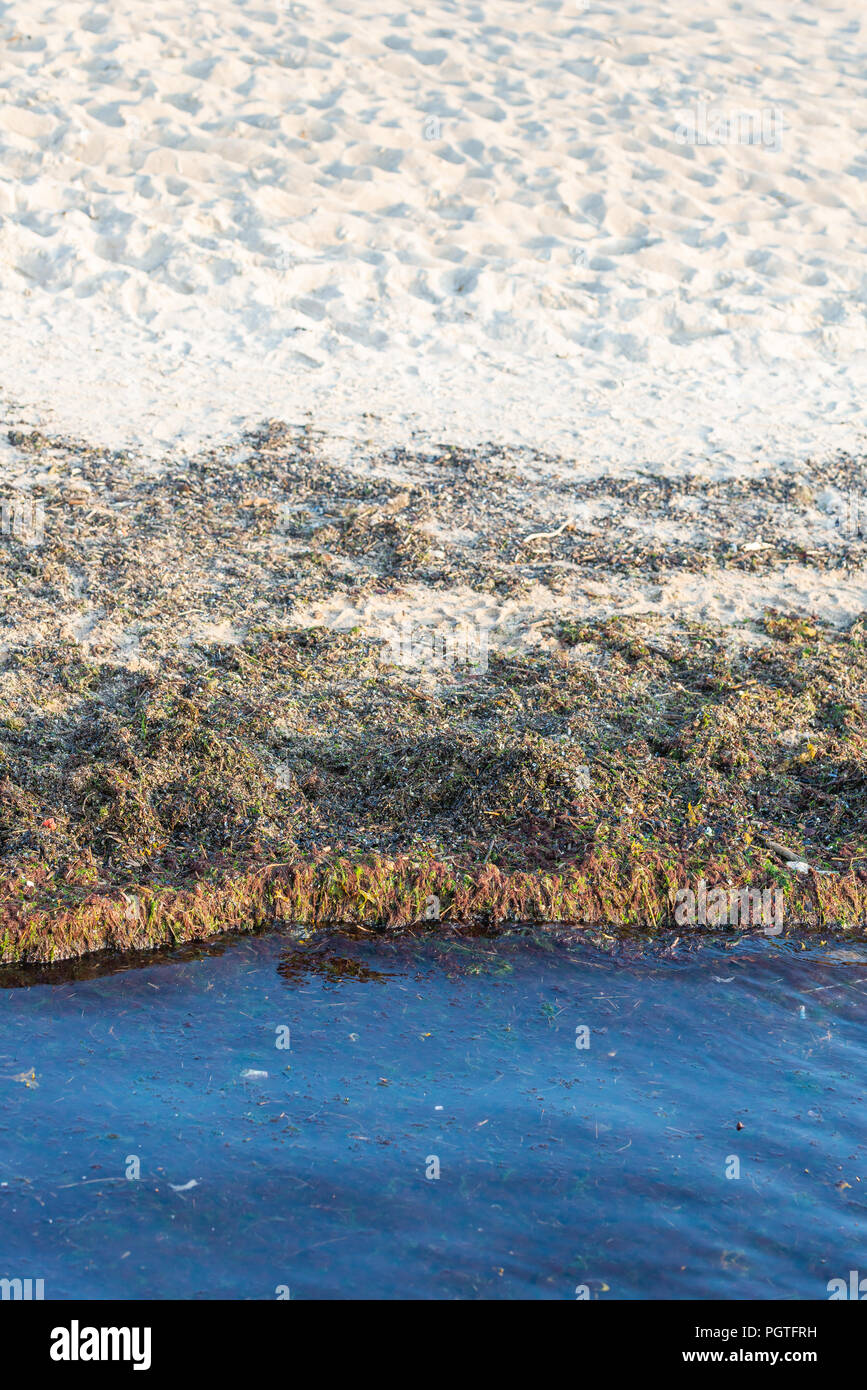 cyanobacteria on the Baltic beach Stock Photo - Alamy