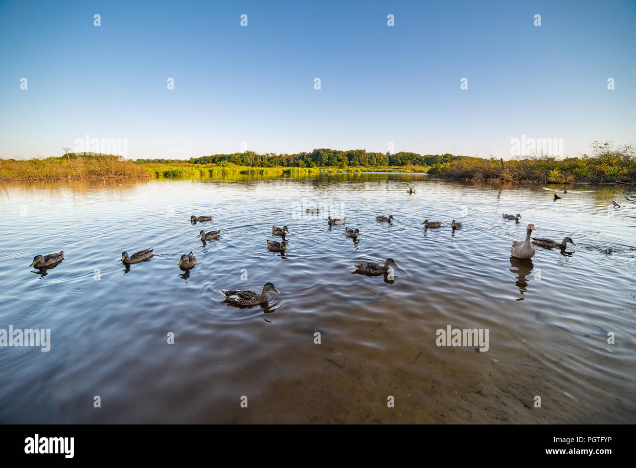 Group of mallard hi-res stock photography and images - Alamy