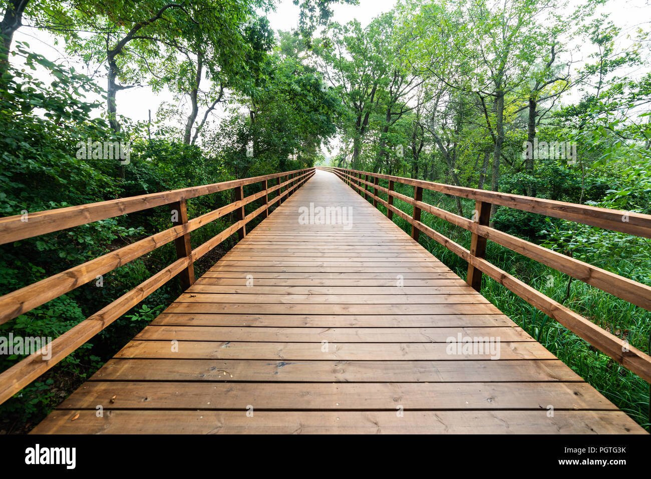 wooden path in the forest Stock Photo - Alamy