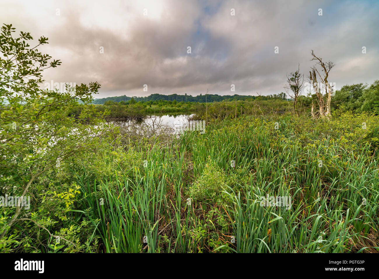 landscape, mangroves, swamp, cloudy sky Stock Photo - Alamy