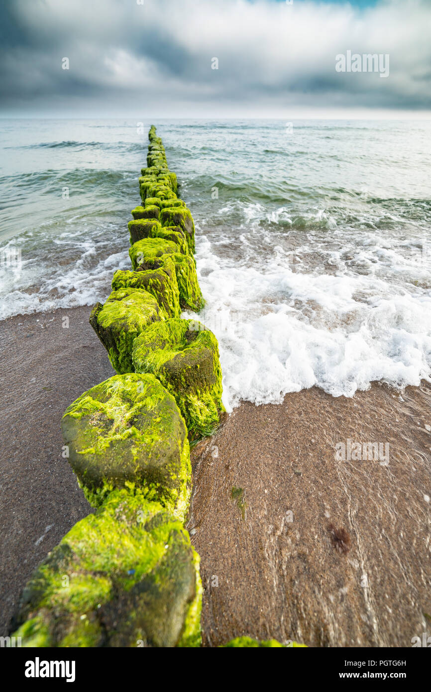 Seaweed sea underwater plant line hi-res stock photography and images ...