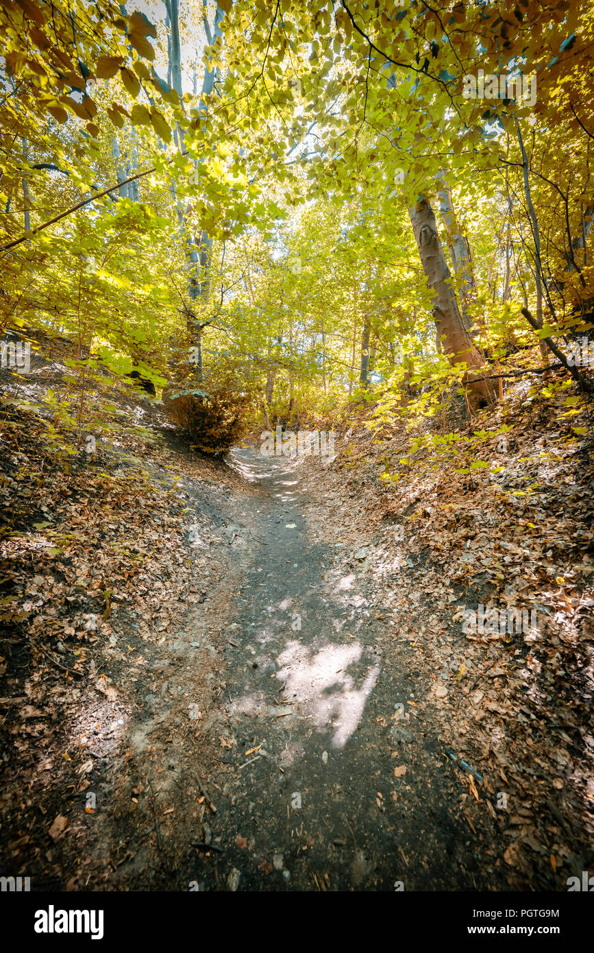 path through the forest in the ravine Stock Photo - Alamy