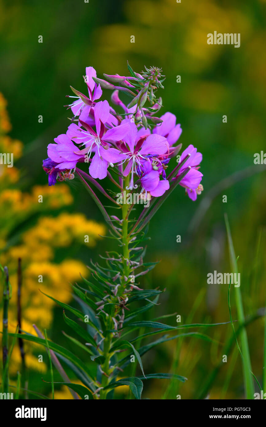 A vertical of a tall wild fireweed flowerblooming ig a rural Alberta ...