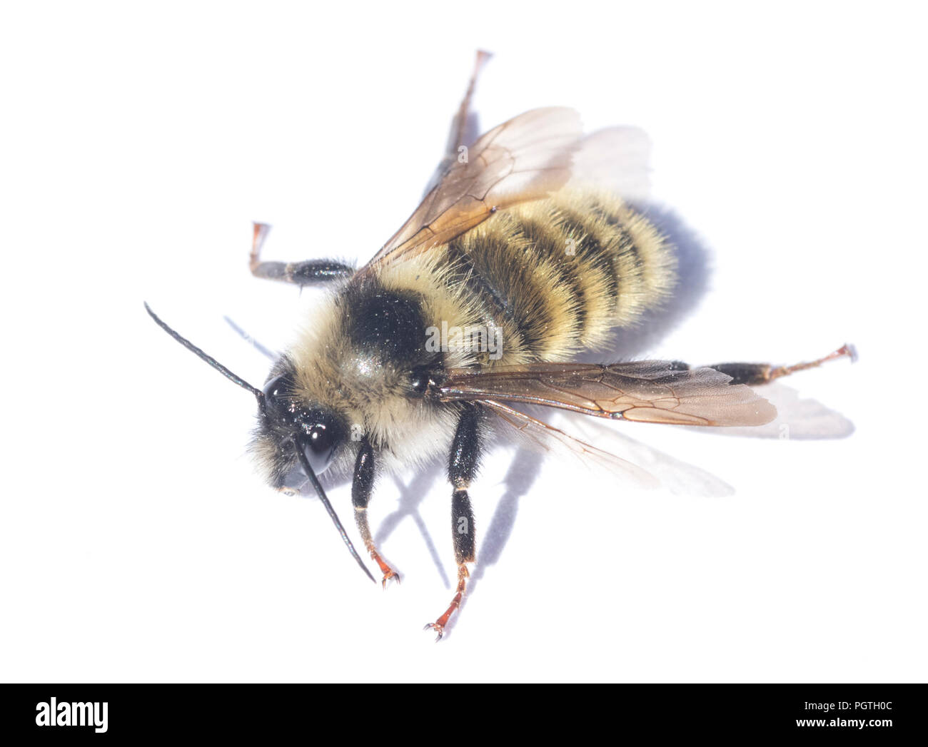 White-shouldered Bumblebee (Bombus appositus) Olympic National Park ...