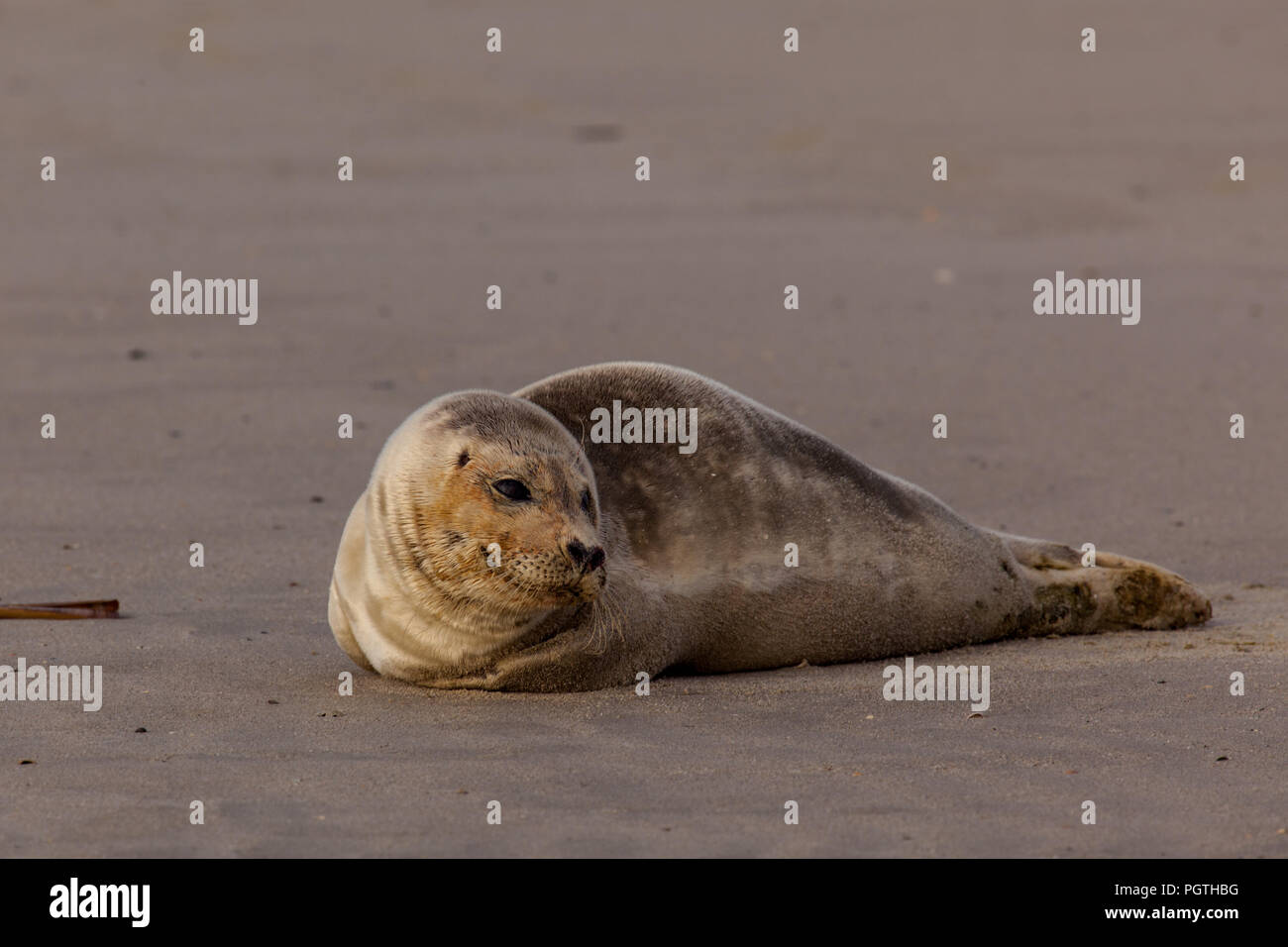 Heuler am Strand von Fanö Stock Photo - Alamy