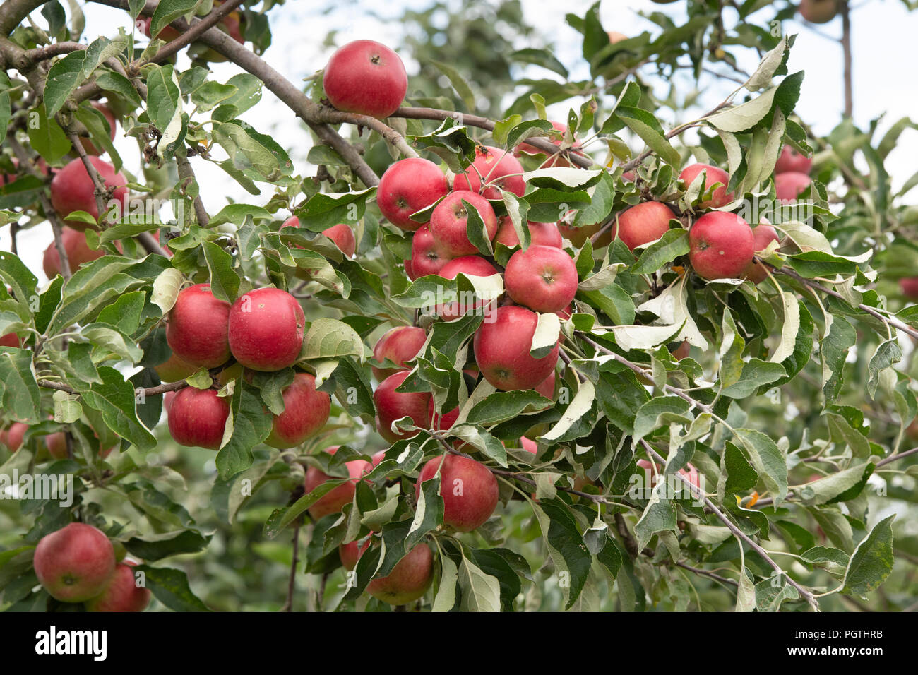 Apple akane hi-res stock photography and images - Alamy