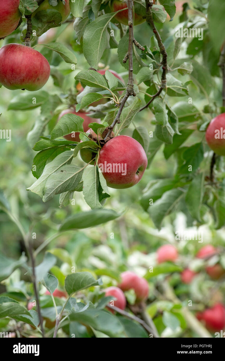 Malus domestica. Apple ‘Akane’ on the tree Stock Photo - Alamy
