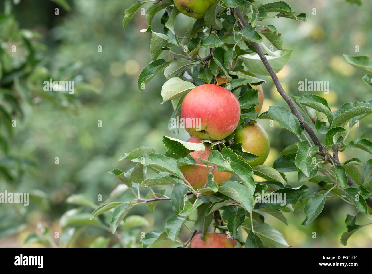 Malus domestica. Apple ‘Crimson crisp’ on the tree Stock Photo - Alamy