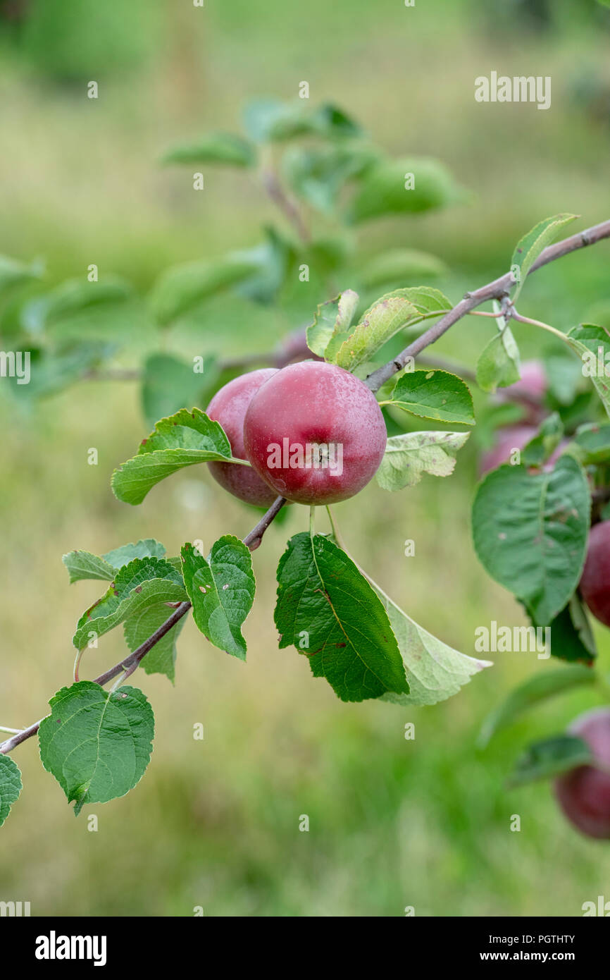 Spartan apple variety hi-res stock photography and images - Alamy