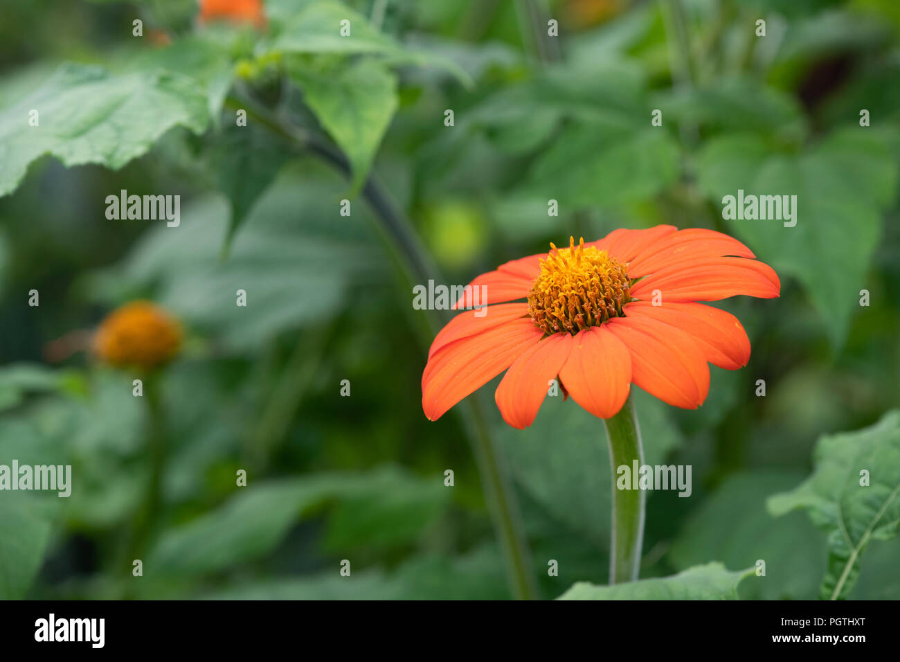 Tithonia rotundifolia hi-res stock photography and images - Alamy
