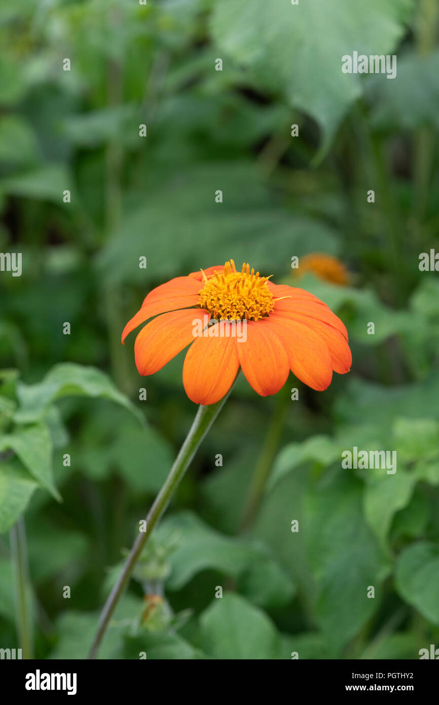 Tithonia rotundifolia. Mexican Sunflower / Red sunflower Stock Photo ...