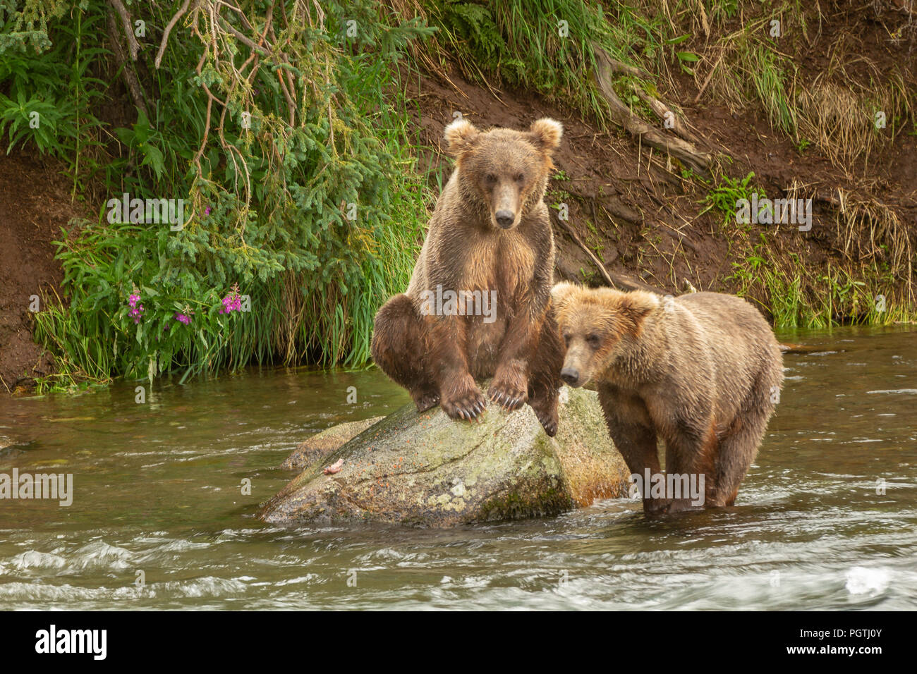 Grizzly Bear Cubs Playing