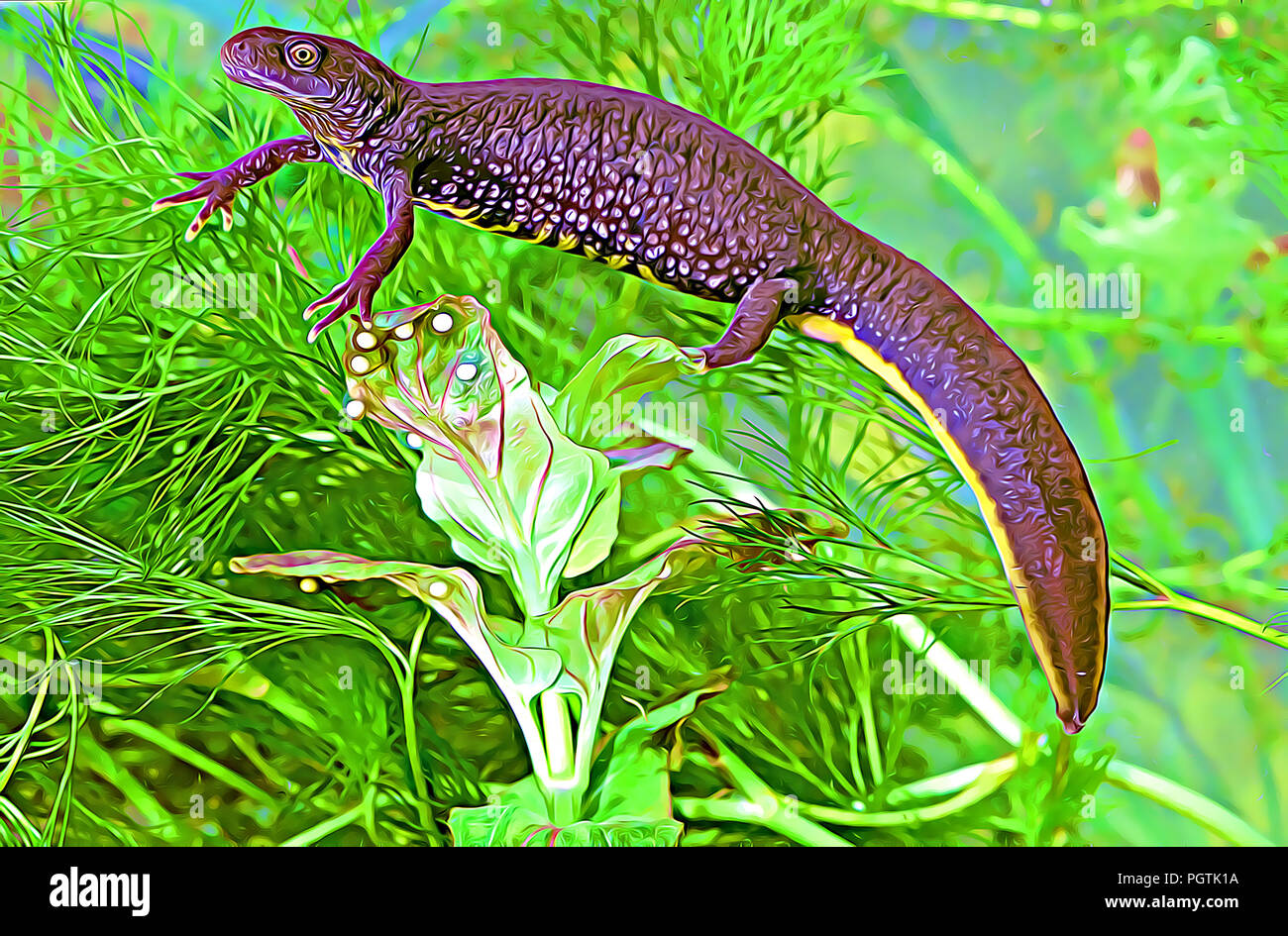 Crested Newt