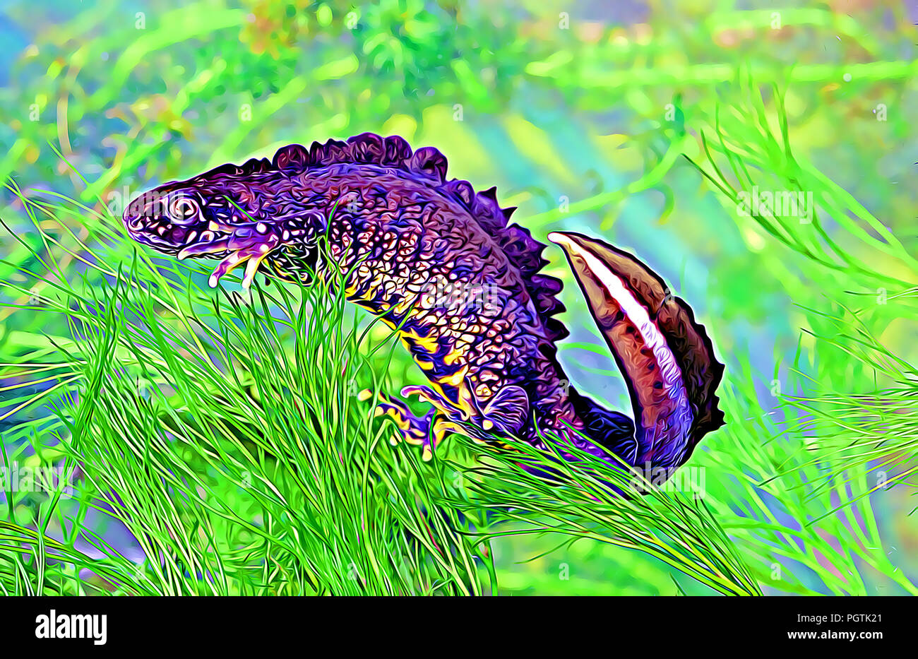 Great Crested Newt Stock Photo - Alamy