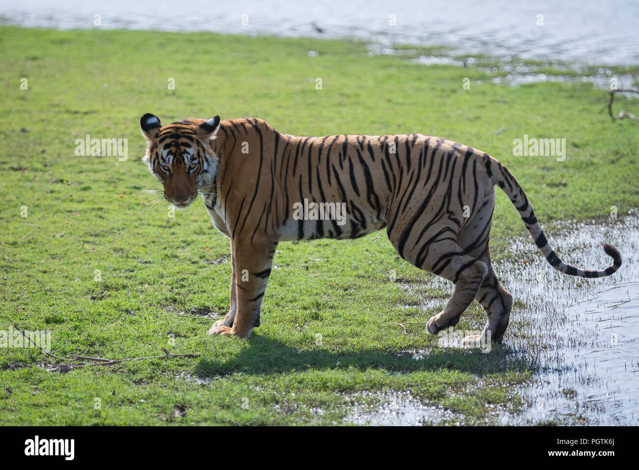 A tigress from ranthambore tiger reserve roaming beside a lake Stock ...