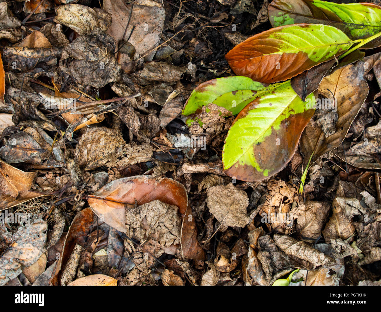 Dying Leaves Stock Photos & Dying Leaves Stock Images - Alamy