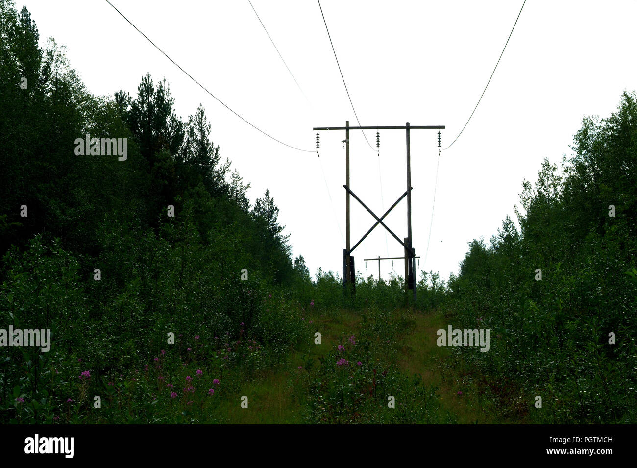the power line. forest. wires Stock Photo - Alamy