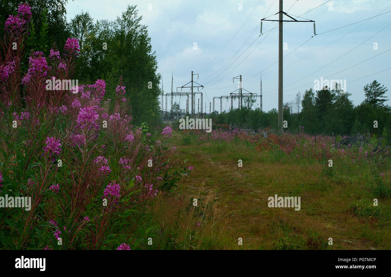 the power line. forest. wires Stock Photo - Alamy