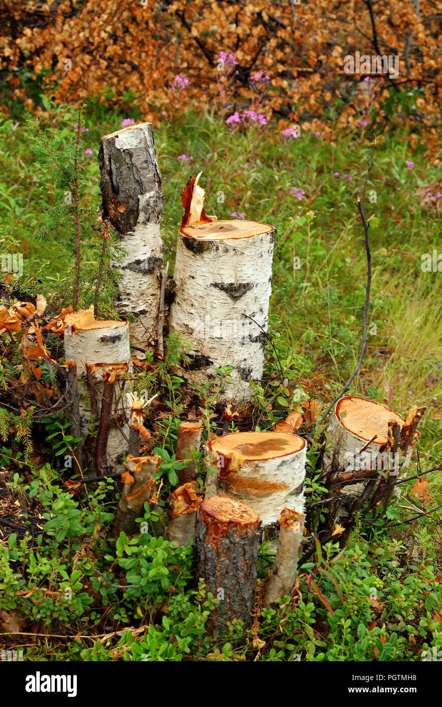 Set tree stump hi-res stock photography and images - Alamy