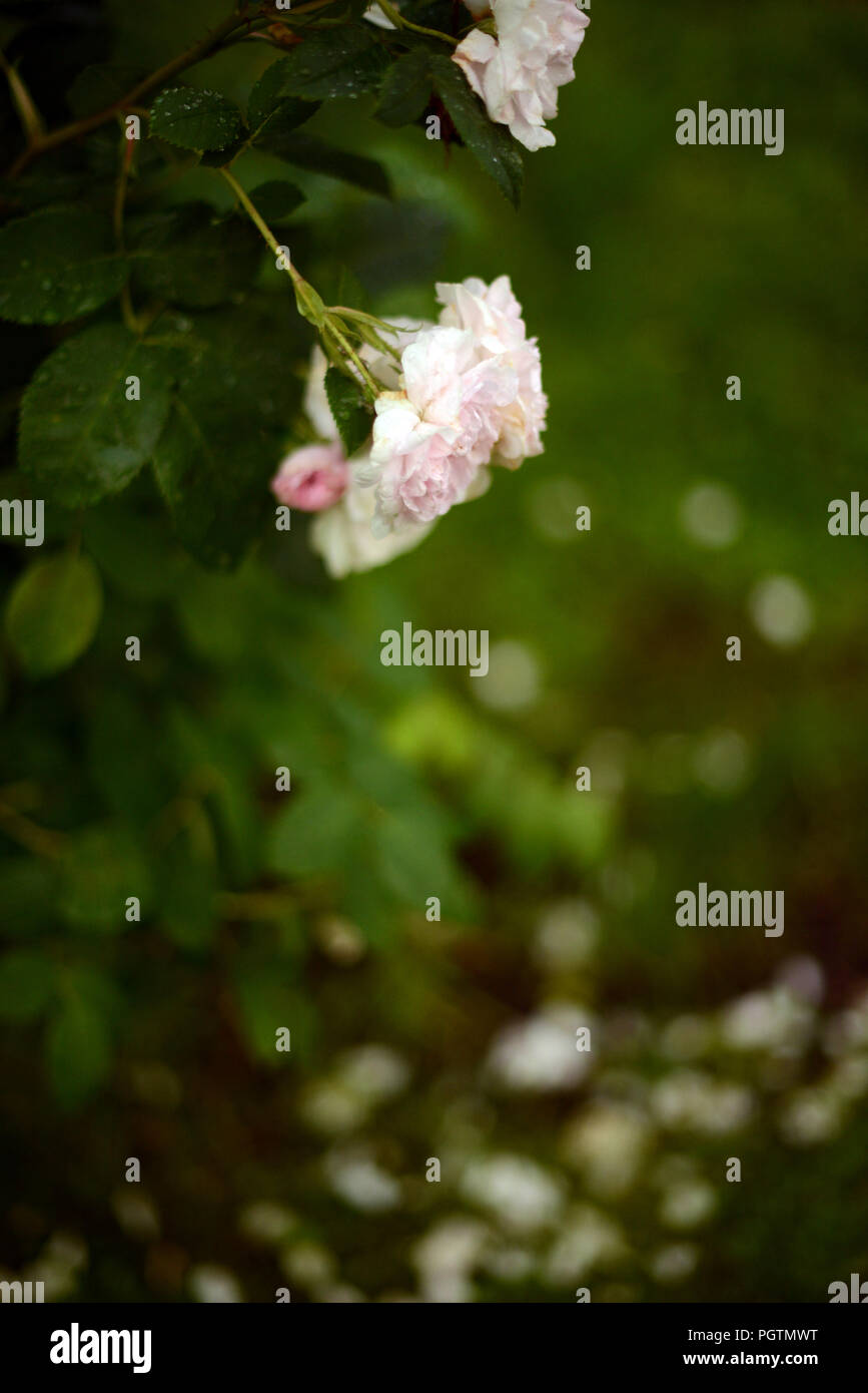 Rose Petals On Grass High Resolution Stock Photography and Images - Alamy