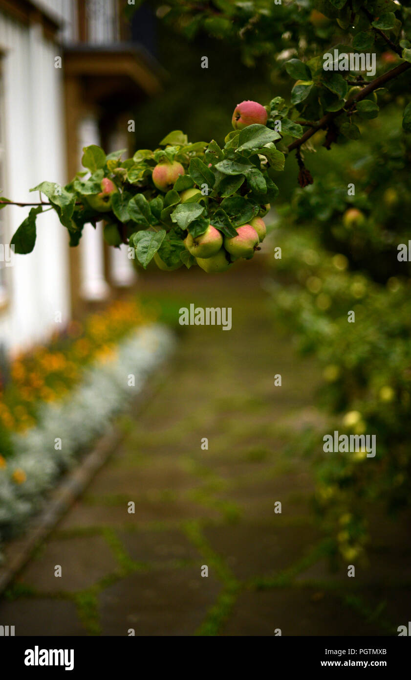 Domestic apple tree hi-res stock photography and images - Alamy